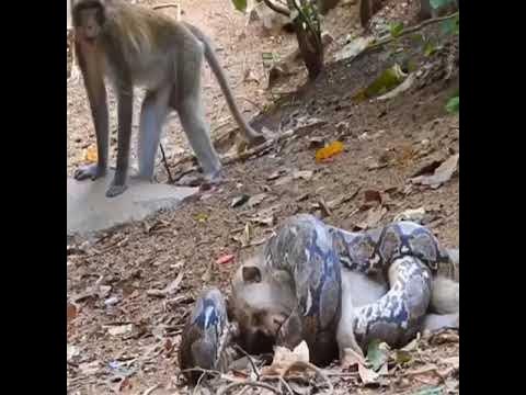 Big python kills monkey - YouTube