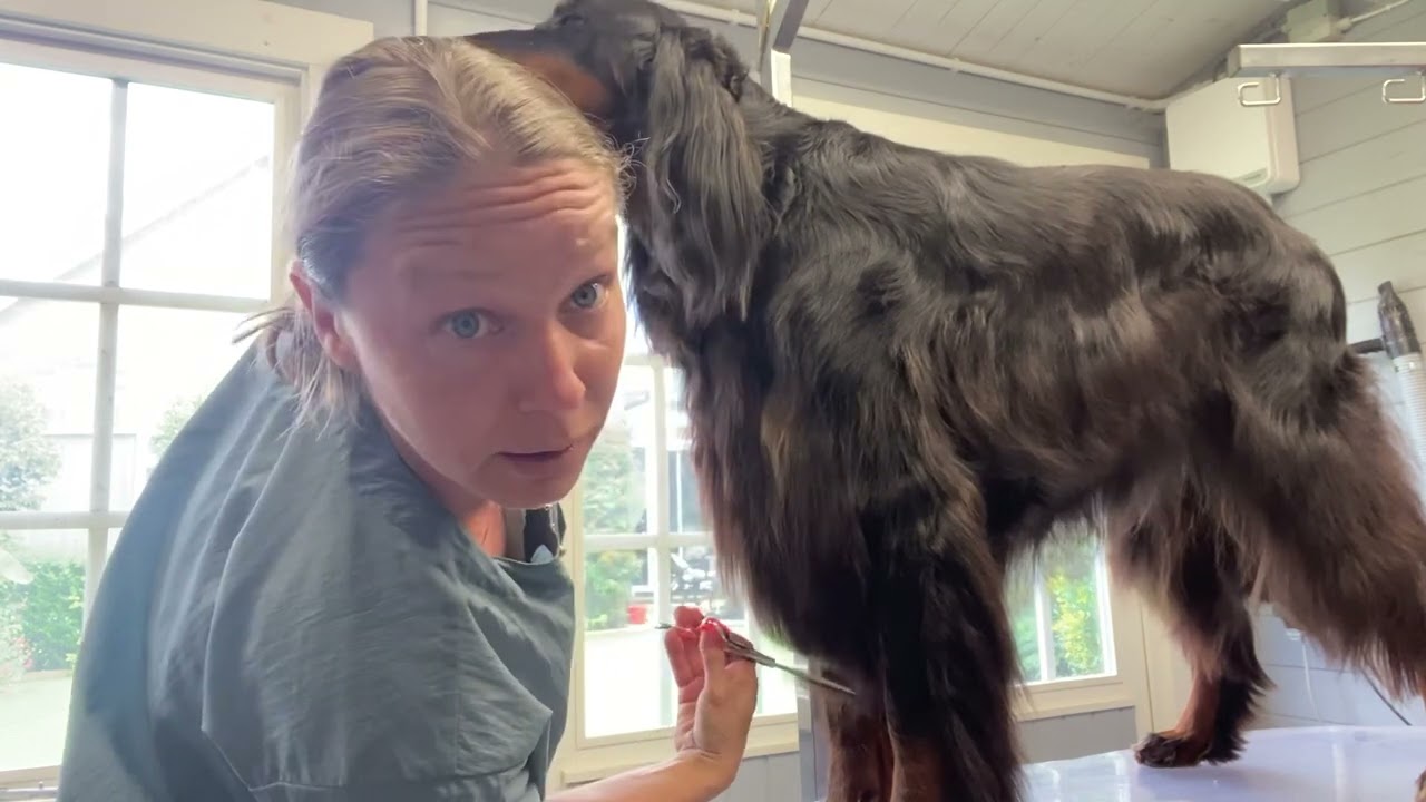 Gordon setter grooming - tipping the feathers - YouTube