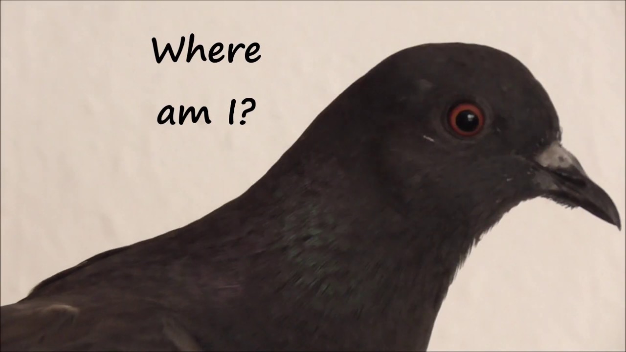 I captured a female for my pet pigeon Violet! - YouTube