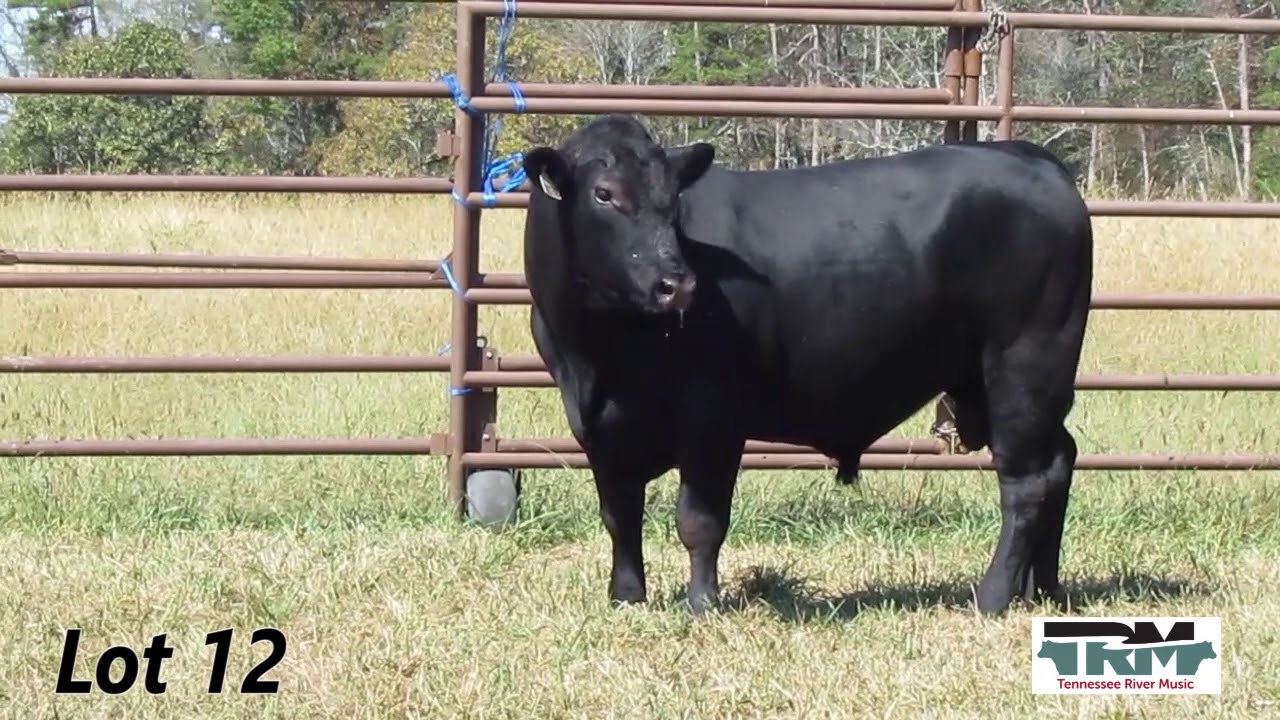 HIgh Cotton Bull Sale 2019 Lot 12 - YouTube
