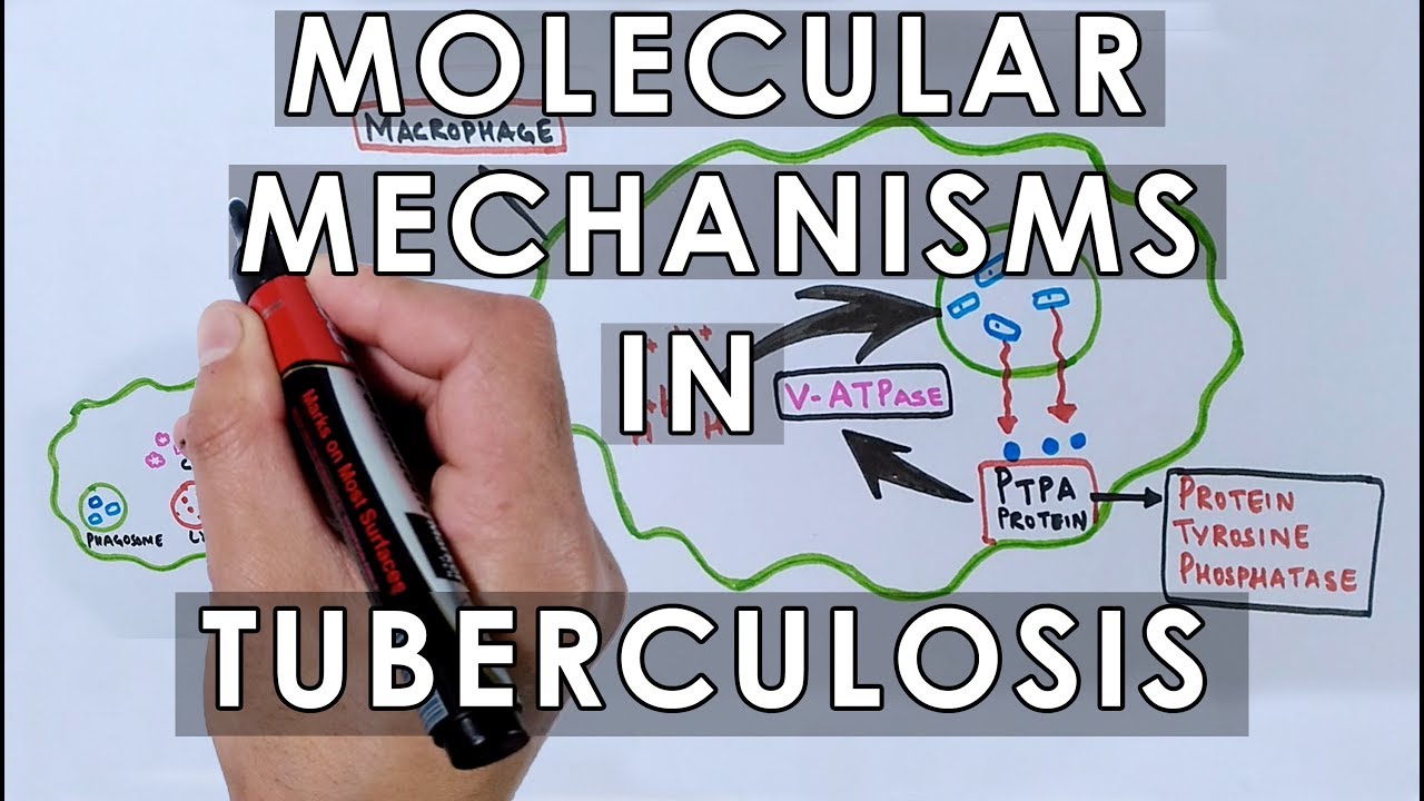 Molecular Mechanisms in Tuberculosis - YouTube