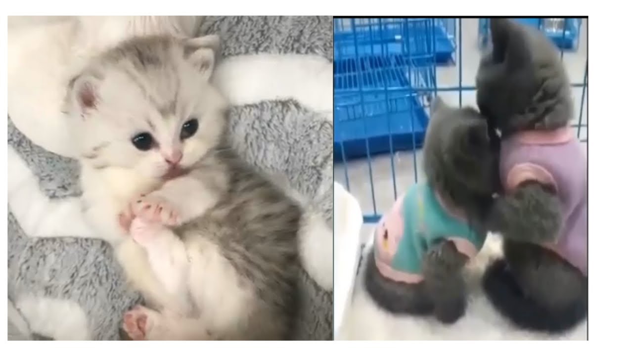 Baby cats cute fun --- kitten meowing compilation - YouTube