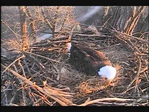 DECORAH EAGLES 1/1/2015 8:30 AM CST DAD AND MOM - YouTube