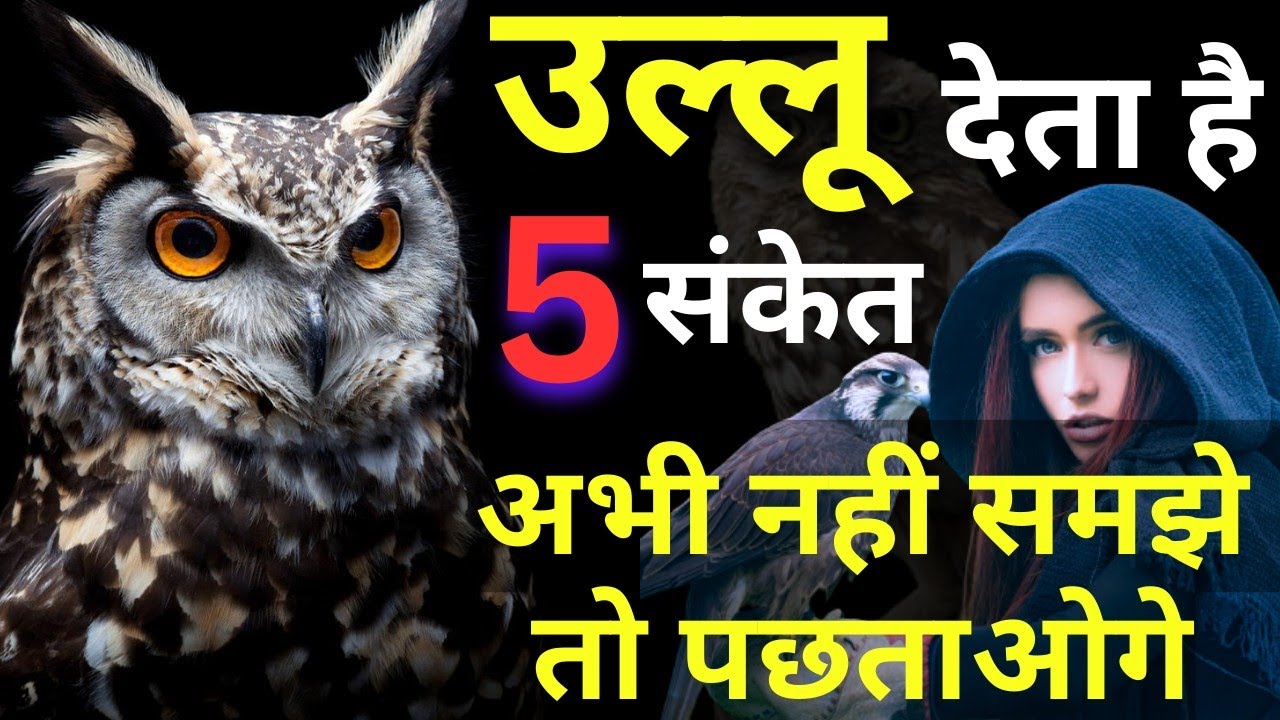 उल्लू को कैसे शुभ और अशुभ मानें | उल्लू दिखना क्या 5 संकेत देता है ...