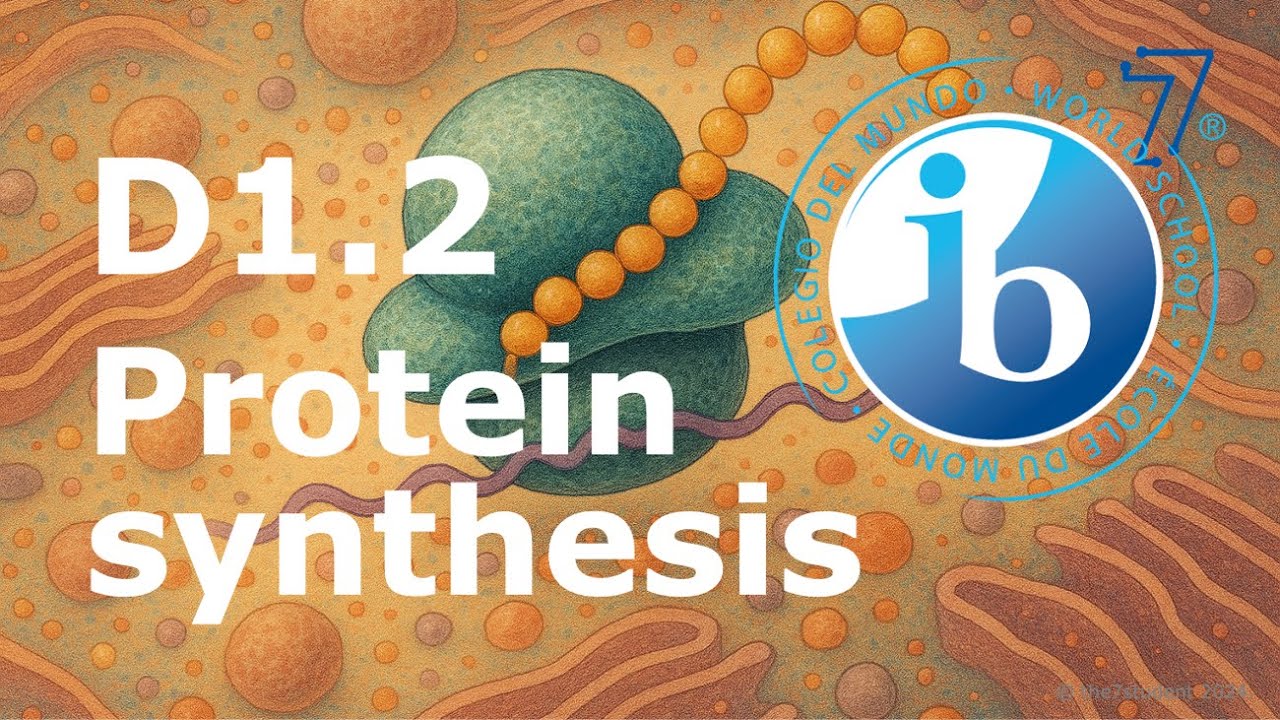 2025 IB Biology – D1.2 Protein synthesis - YouTube