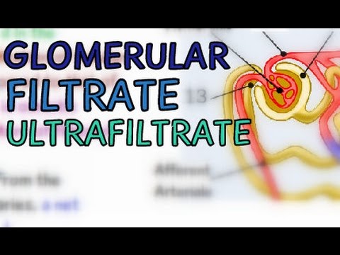 Glomerular Filtrate - Ultrafiltrate - Glomerular Filtration Rate (GFR ...