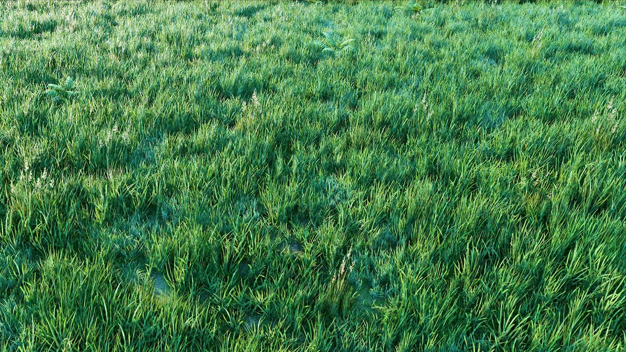 Natural Grass Lawn Field Free 4K Background - YouTube