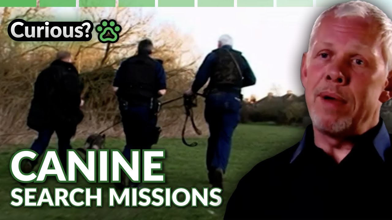 Sniffer Dogs Lead the Hunt for Fugitives | Send In The Dogs - YouTube