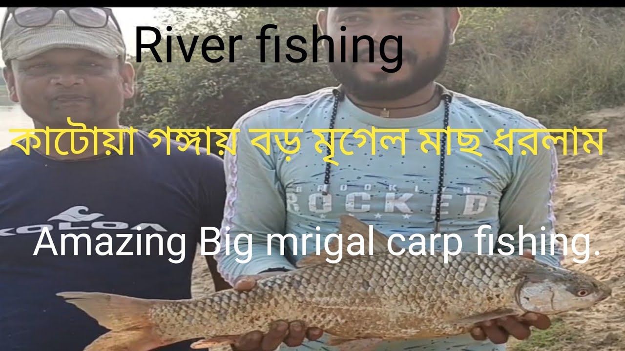 Amazing Big mrigal carp fishing in river. কাটোয়া গঙ্গায় বড় মৃগেল মাছ ...