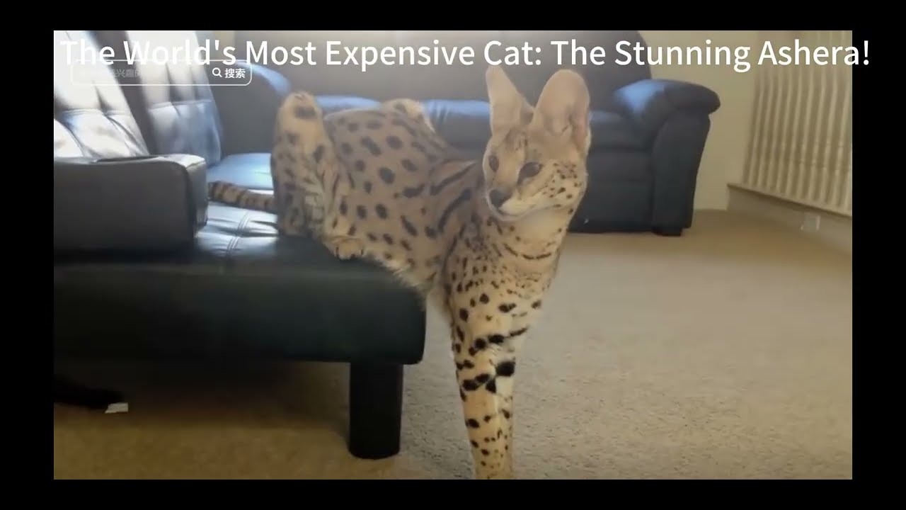 Meet the Ashera Cat: The World’s Most Luxurious Feline! - YouTube