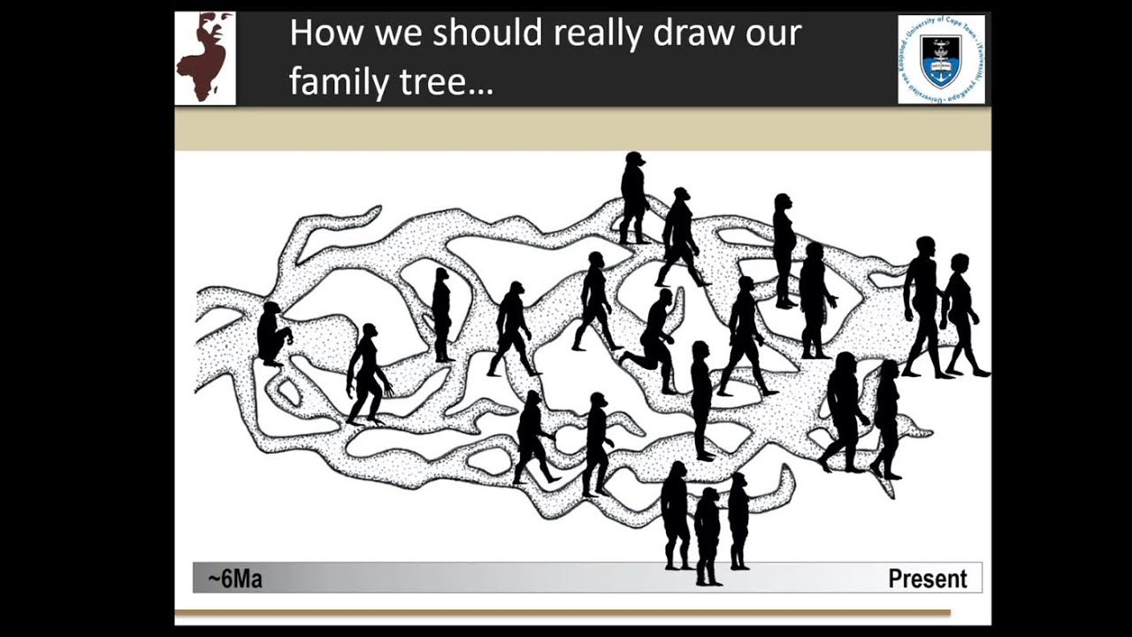 Drawing our human family tree - YouTube