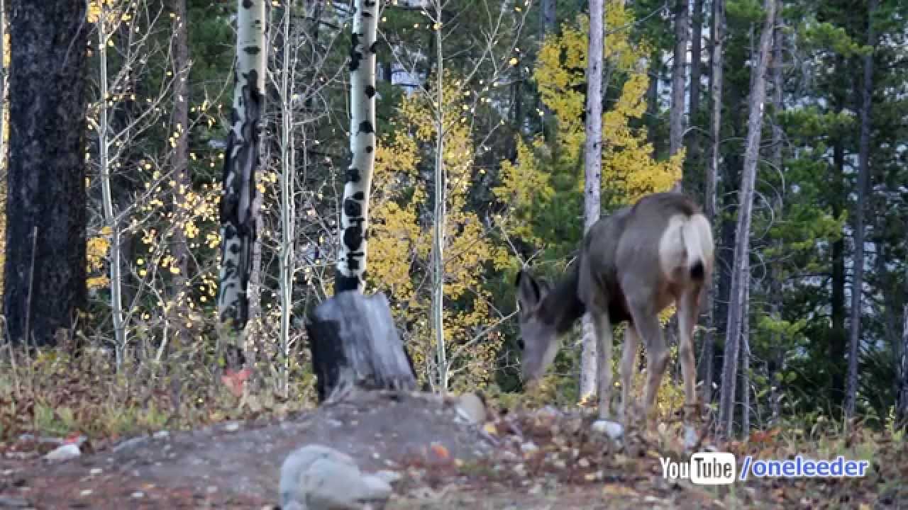 This is Canmore, Alberta | Fall 2014 - YouTube