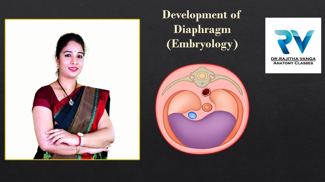 Development of Diaphragm by Dr. Rajitha Vanga - YouTube
