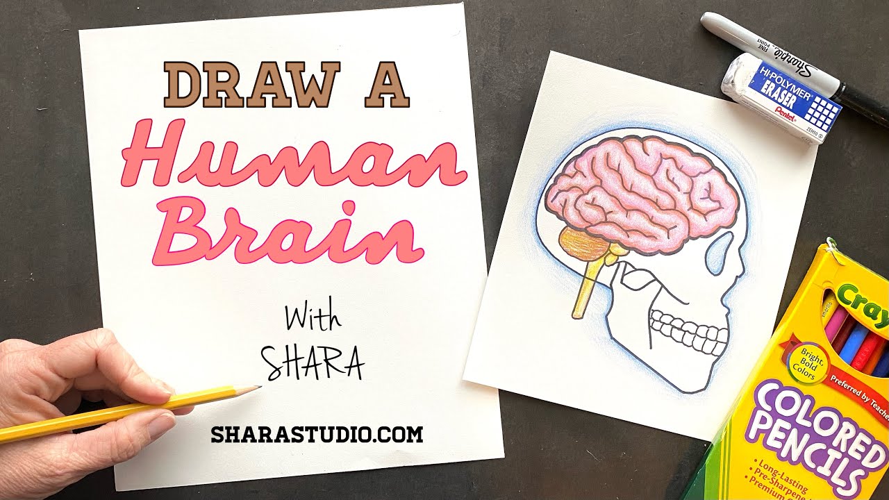 How to draw a human brain - YouTube
