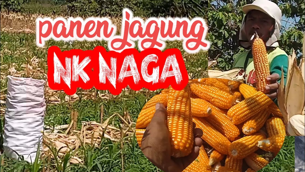 Waktunya panen jagung NK naga.@motivasi_cerdas #petani # ...