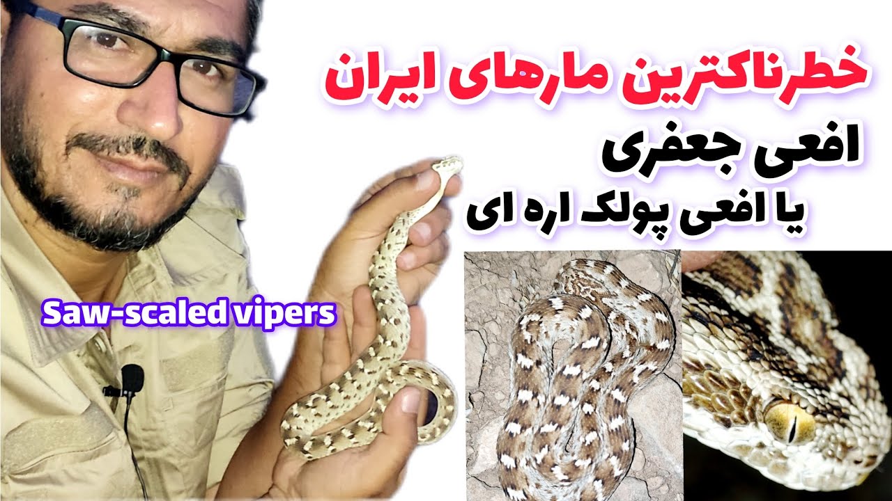 خطرناکترین مارهای ایران، saw-scaled viper، افعی جعفری، The deadliest ...