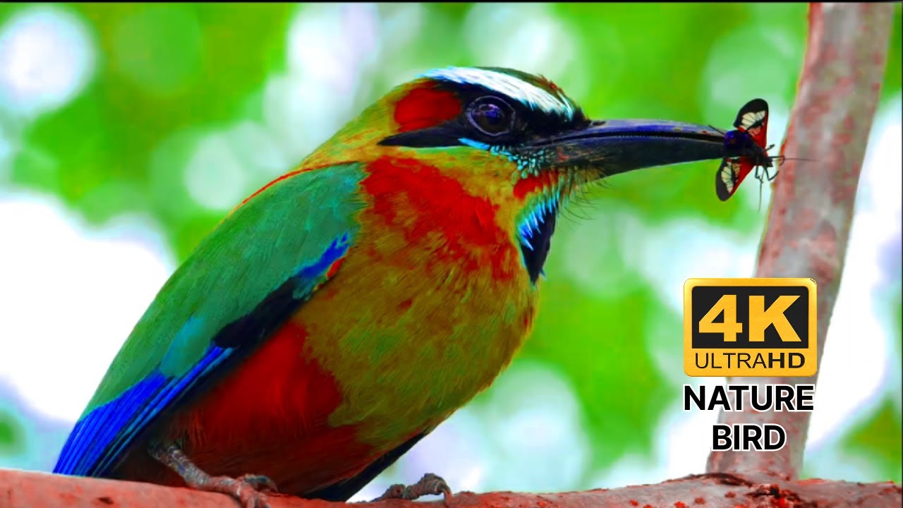 4K nature Ultra HD | Beautiful Nature & Different Types of Birds" | 4k ...