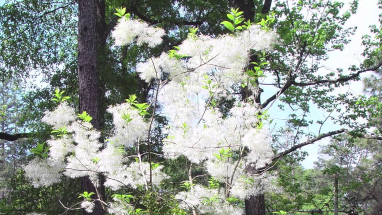 Fast Growing Grancy Greybeard For Sale - YouTube