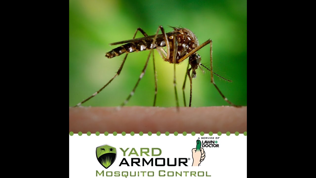 Soundtrack of Summer Mosquito Only - YouTube