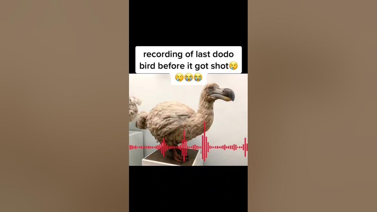 I Can t Believe How This Wonderful Bird Died YouTube i-can-t-believe-how-this-wonderful-bird-died-youtube