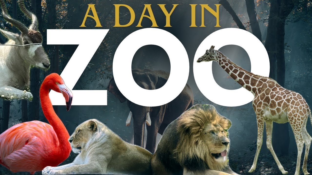 America lo Zoo Ela Untadi?😨|Exploring Wild Animals with a kid #diml # ...