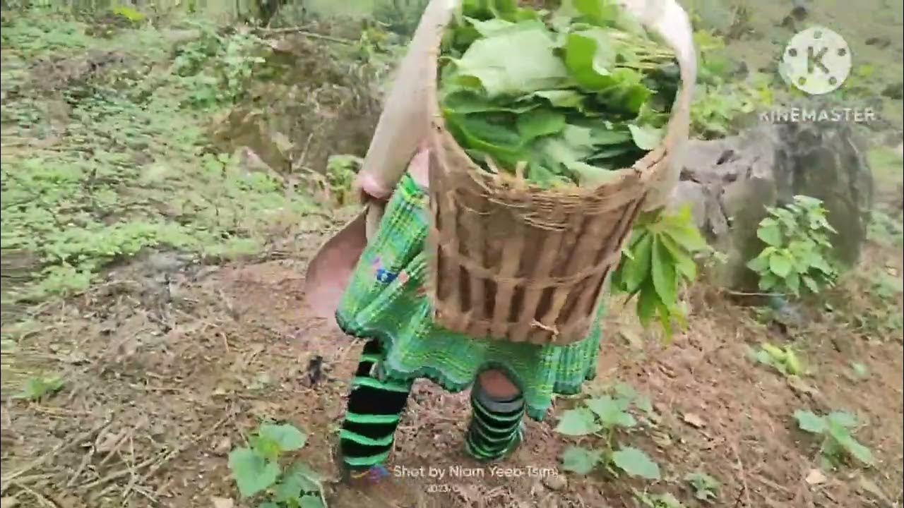 Hnub no kuv mus pem teb des zaub npuas xyuas pob kws nawb 13/04/2023 - YouTube