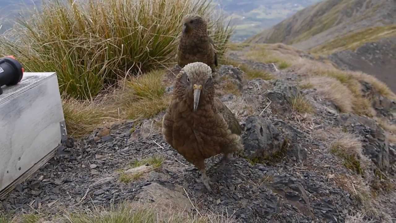 Kea in the wild at St Arnaud Range - YouTube