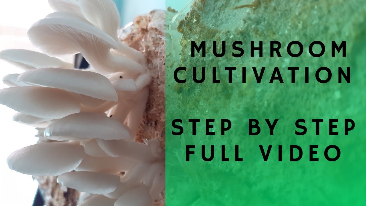 How to start American Oyster Mushroom cultivation | Video Guide - YouTube
