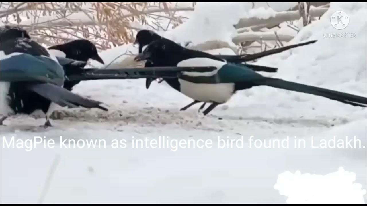Magpie intelligence 🐦 Bird - YouTube