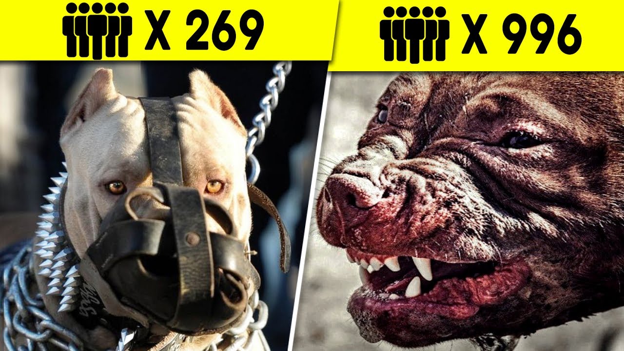 Razas De Perros De Aspecto Aterrador Los 20 Perros Más Grandes Del