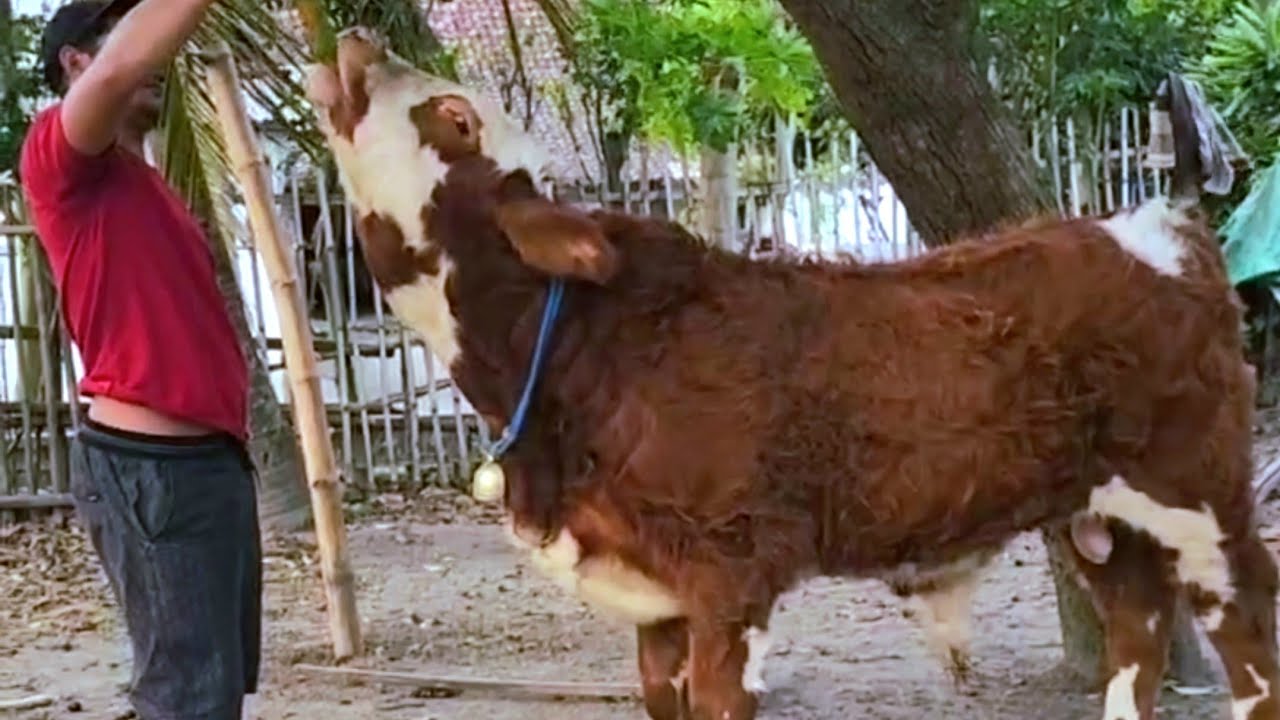 Ada Kualitas Ada Harga‼️ Jangan Asal Pukul Rata, Karena Kolektor Sapi ...