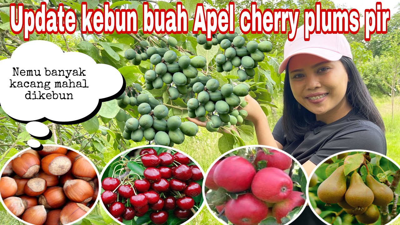 UPDATE KEBUN BUAH-BUAHAN CHERRY APEL PIR PLUM DLL || NEMU BANYAK KACANG ...