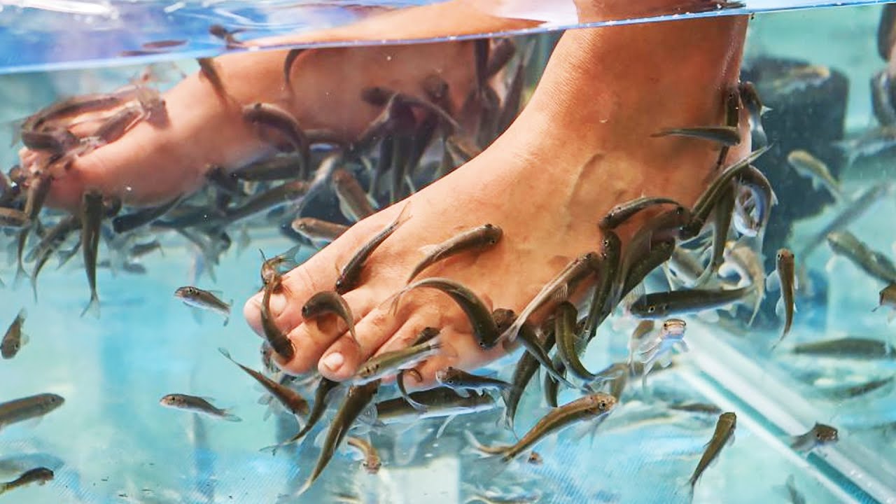 Fish Pedicure | Feeding Fish with Your FEET - YouTube
