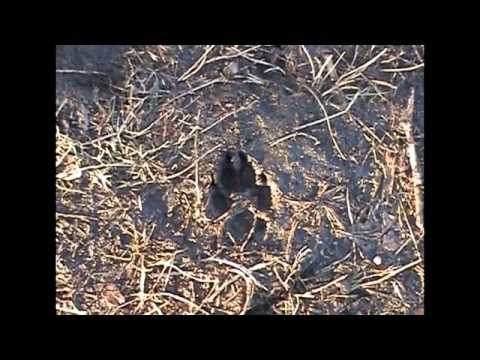 Predator kill of Trumpeter Swan, Iowa DNR, DU at Beemer Pond - YouTube