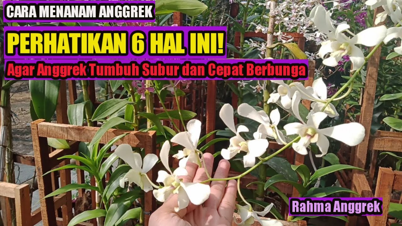 CARA MENANAM ANGGREK, Perhatikan 6 Hal ini agar anggrek tumbuh subur ...