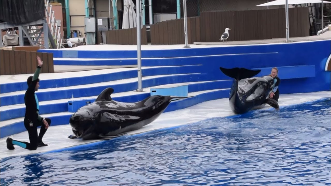 Dolphin Adventures Show with Pilot Whales at SeaWorld San Diego October ...