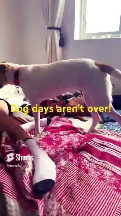 Pixy Parker: dog days just gettin' started! Started in the SPCA now we here! #dogdays - YouTube