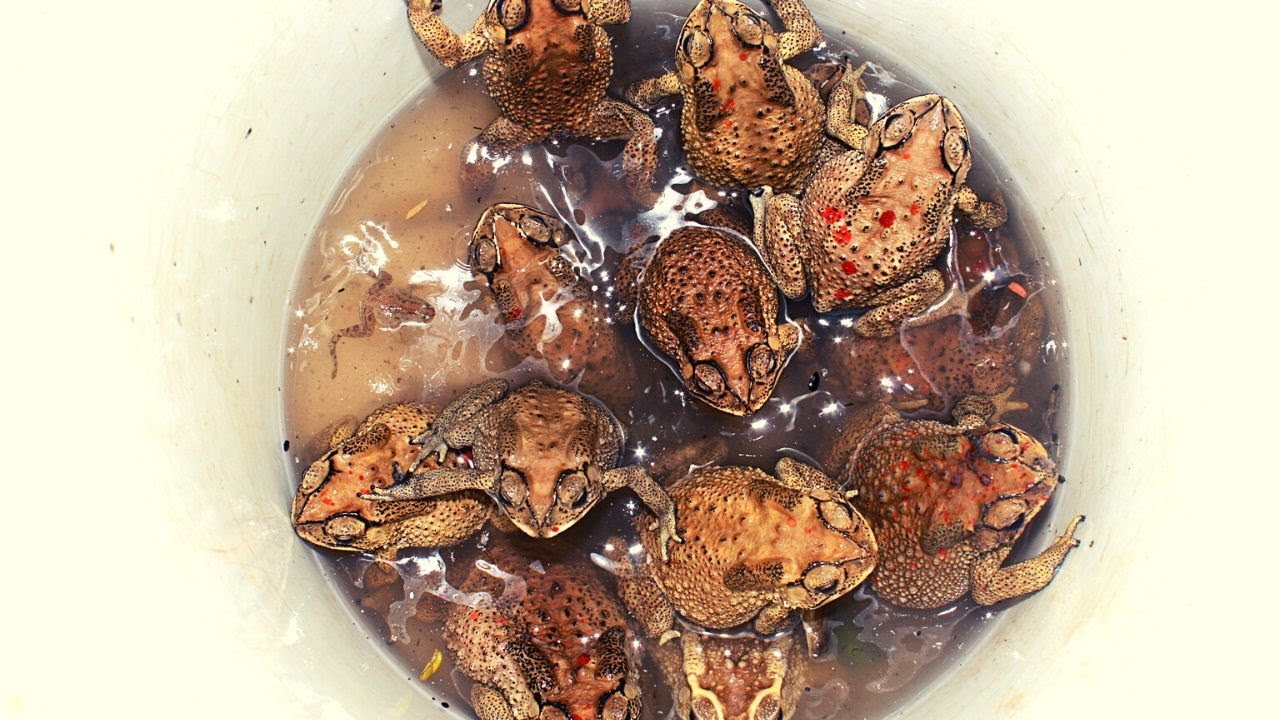 Amazing frog video, this night find all big frog, King kok animals ...