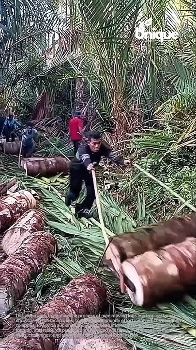 Logging for beginners: a simple guide to forest logging - YouTube