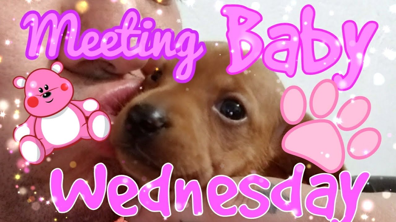 Meeting Baby Wednesday for the first time! - YouTube