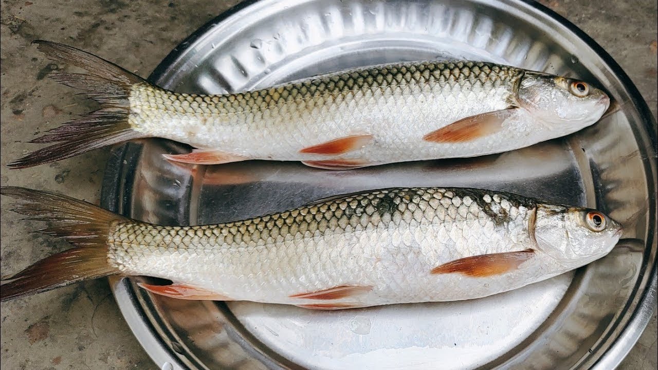 Naini Fish Curry Recipe in hindi video || नैनी मछली कैसे बनाए ...