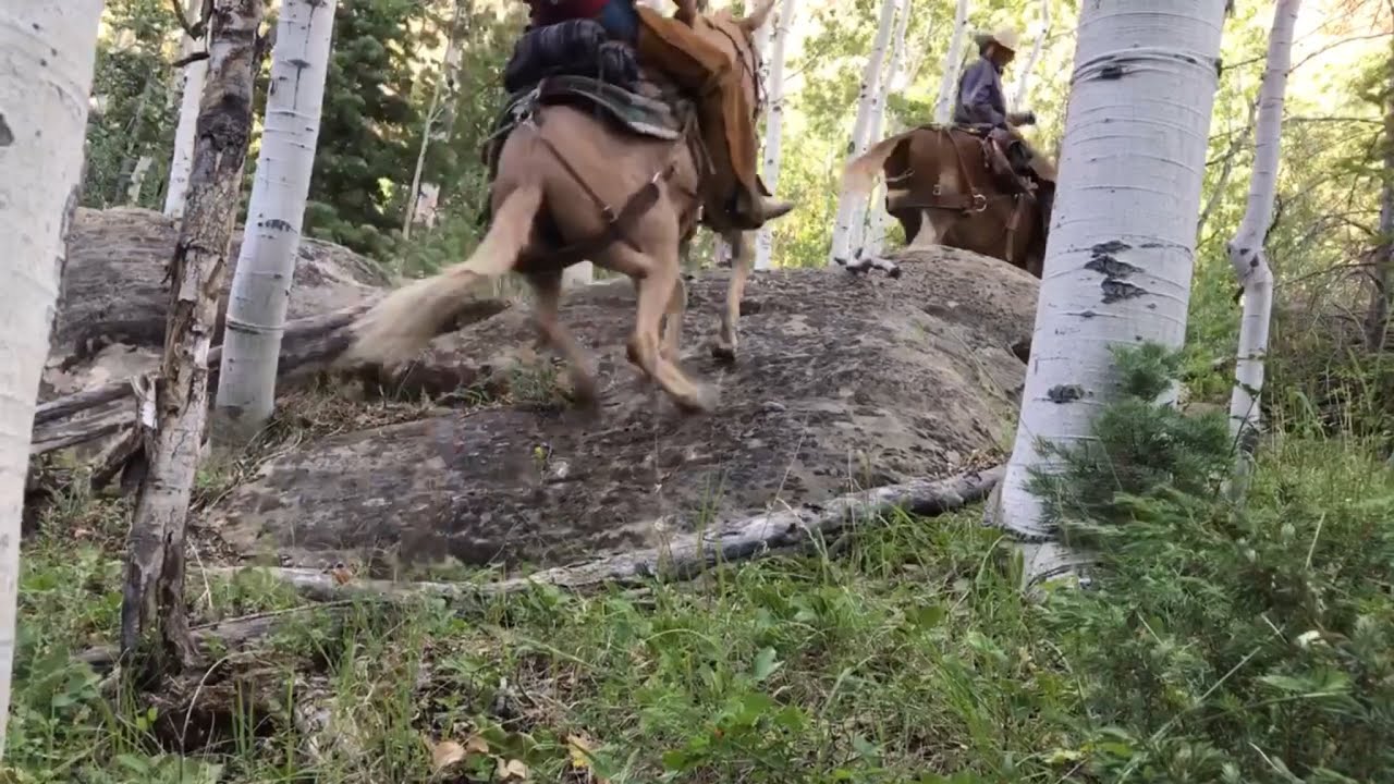 Extreme Mule Riding- Pack Trip Edition - YouTube