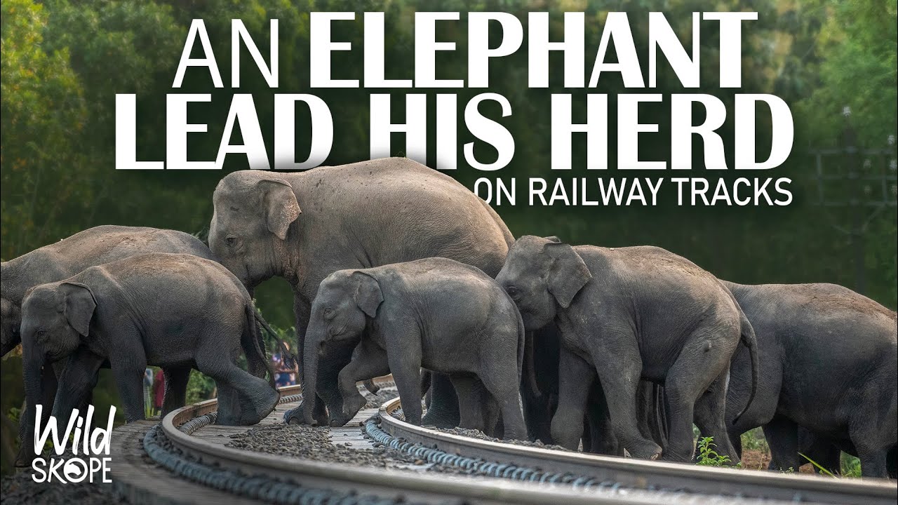 An Elephant Lead His Herd On The Railway Tracks | Sri Lanka #elephant ...
