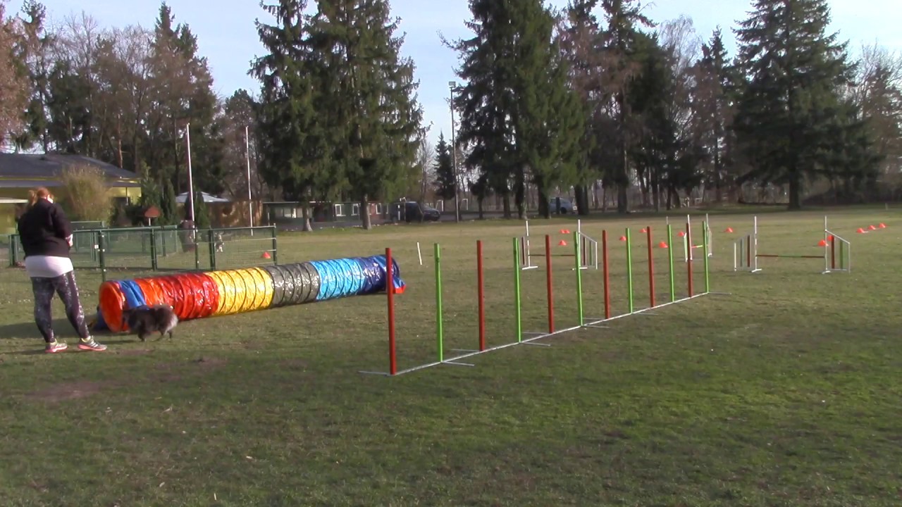 Agility Training #17 | So langsam wird das was mit dem Slalom - YouTube