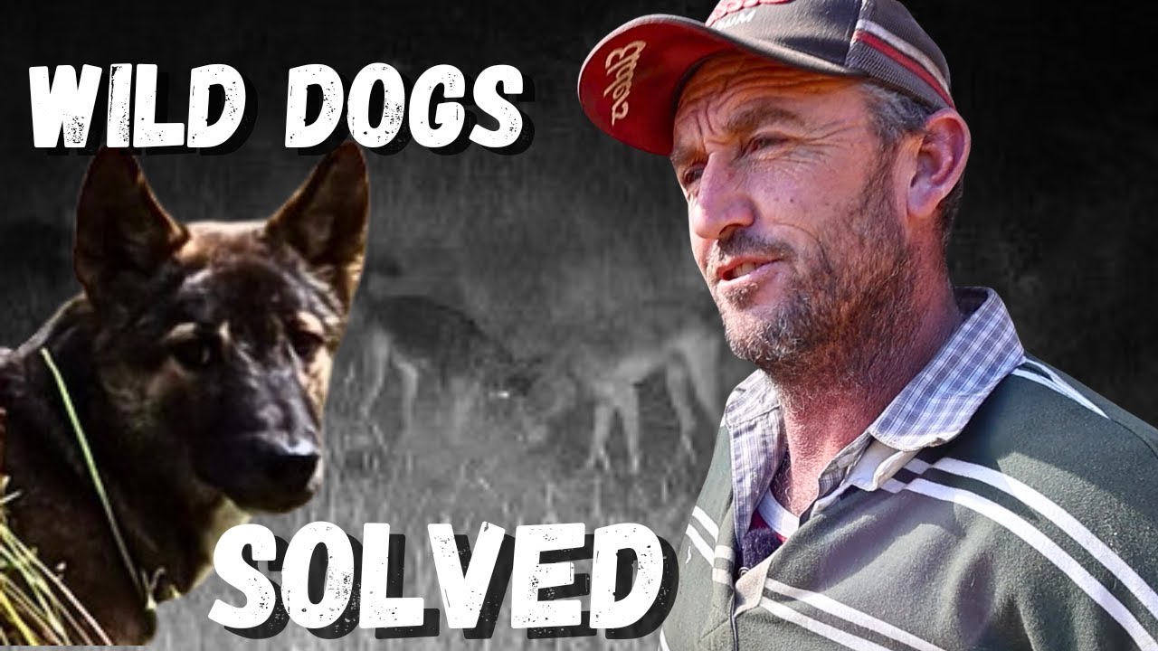 Solving Wild Dog Problem Brings Unforseen Benefits to Farm | Tim Thompson