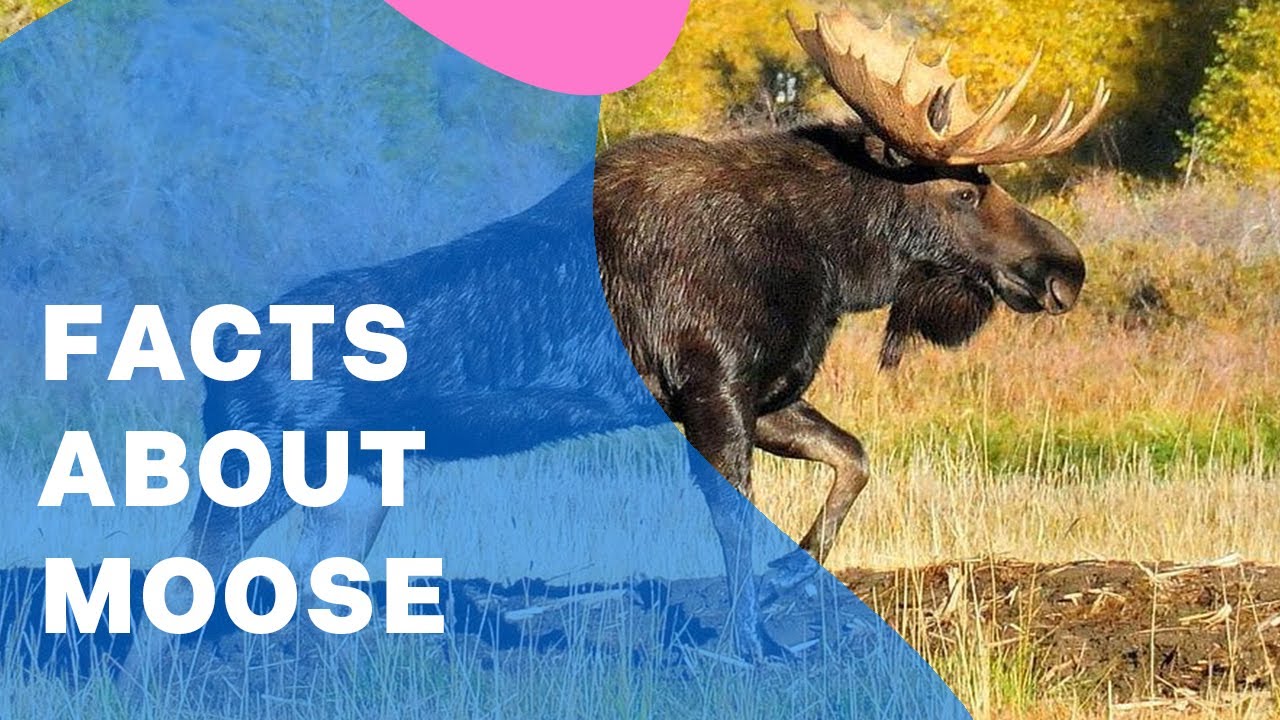 Moose II Incredible Moose Facts You Can't Miss! - YouTube