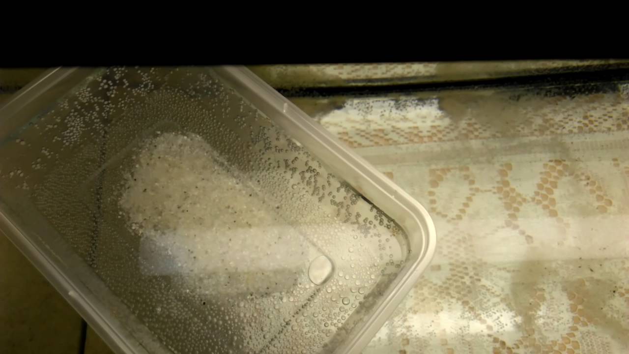 Raising Triops: Day 1- 4 babies - YouTube