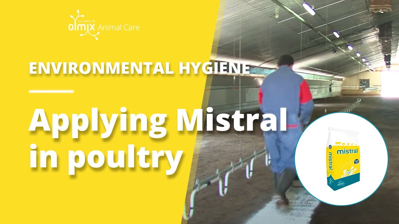 🟡Application of Mistral in poultry production - YouTube