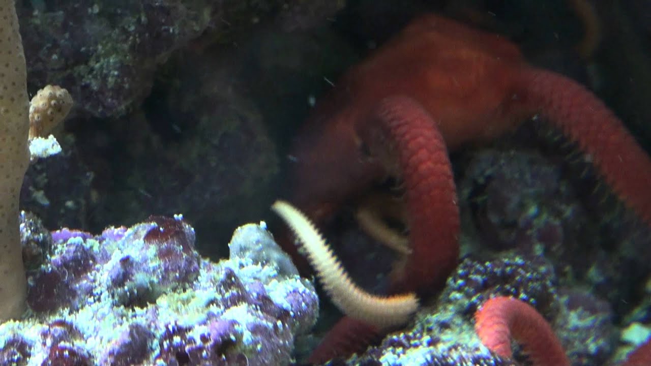 red serpent star starfish eating Ophiaderma squamosissimus 2 - YouTube