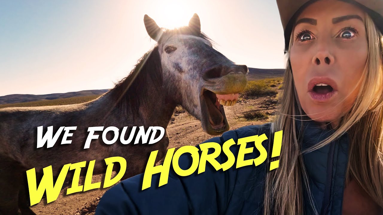 We Found Wild Horses! - PSYCHOACTIVE CIRCUS ADVENTURES - With Tabitha ...